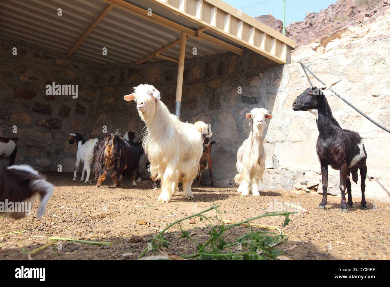 Sharjah Kalba Road High Resolution Stock Photography and Images - Alamy