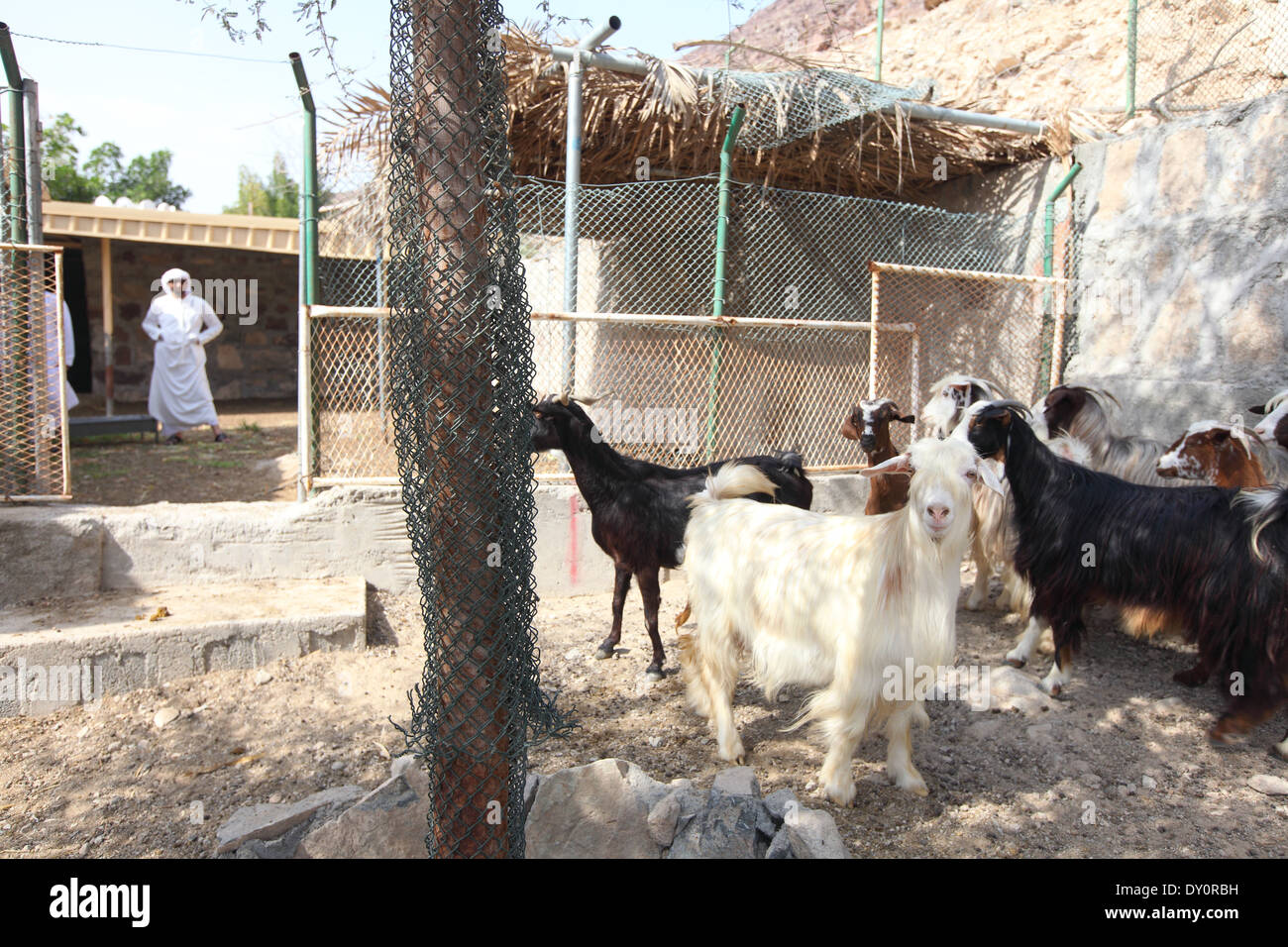 Sharjah Kalba Road High Resolution Stock Photography and Images - Alamy