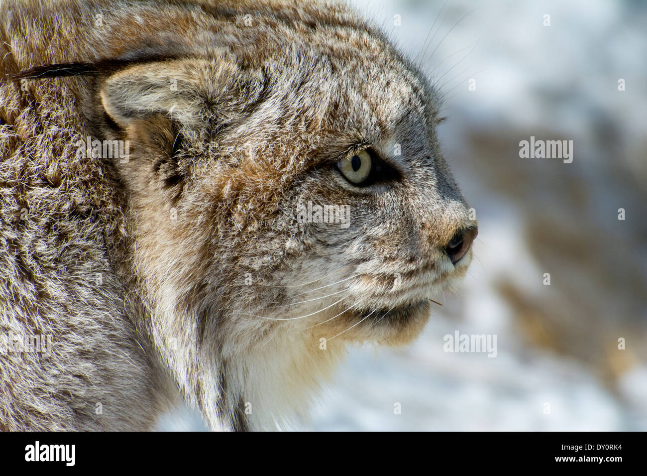 A canadian lynx hi-res stock photography and images - Alamy