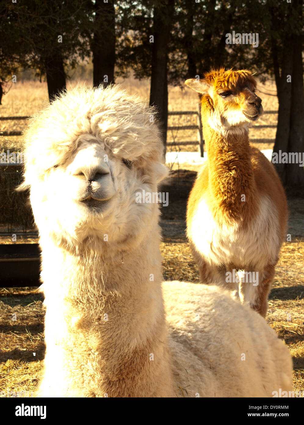 alpacas at a alpaca farm Stock Photo - Alamy