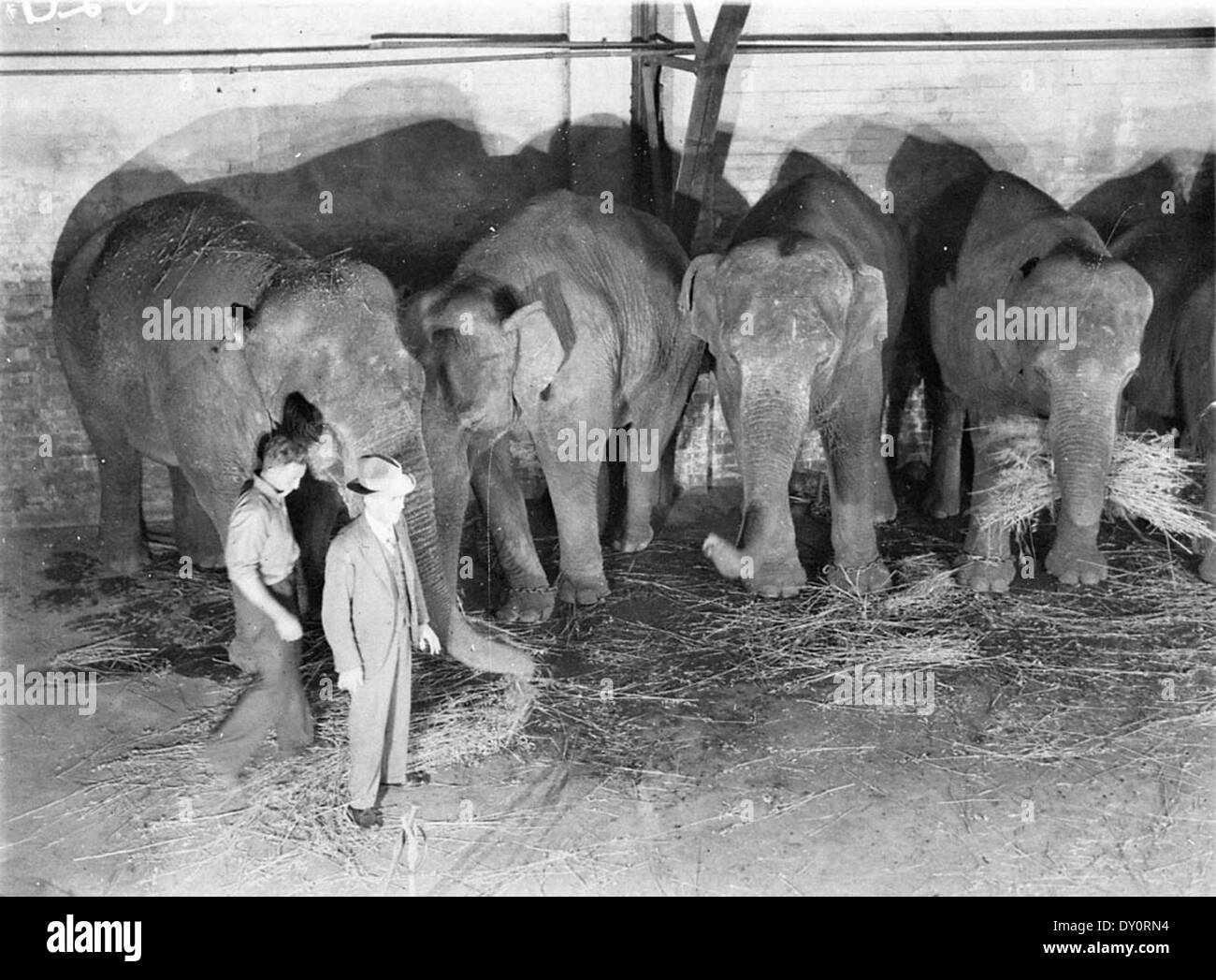Elephants wirths circus hi-res stock photography and images - Alamy