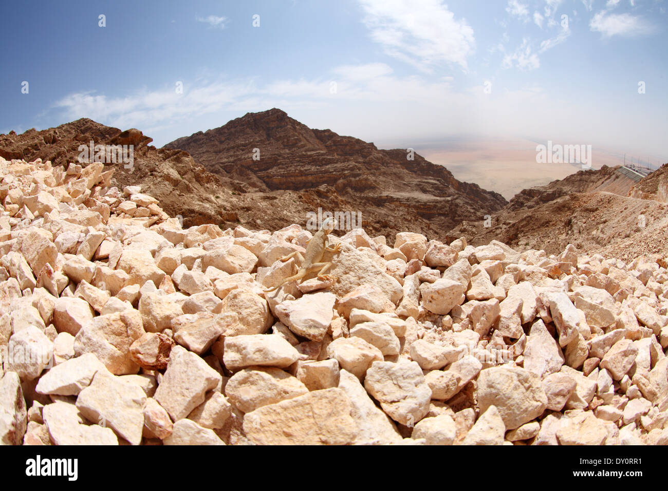 Lizerd hi-res stock photography and images - Alamy