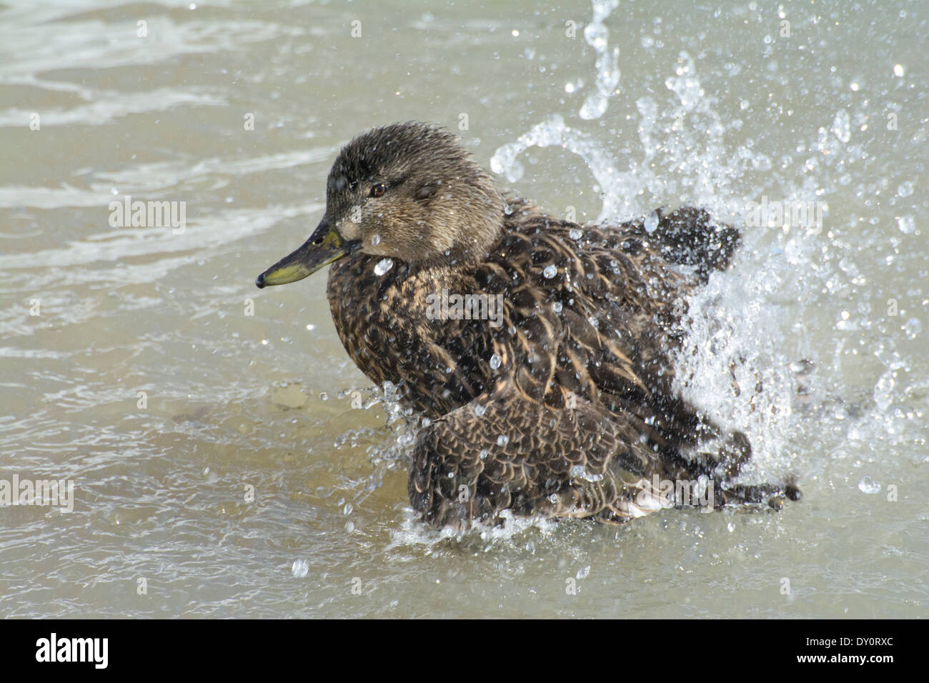 Female mallard duck splashing hi-res stock photography and images - Alamy