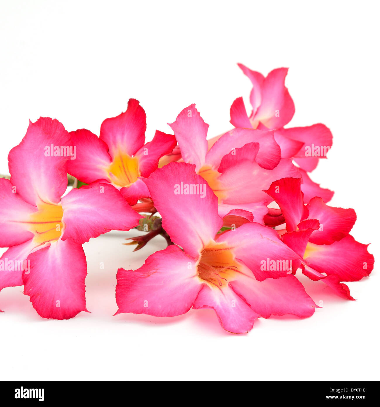 Red Impala Lily, a beautiful red flower, isolated on a white background ...