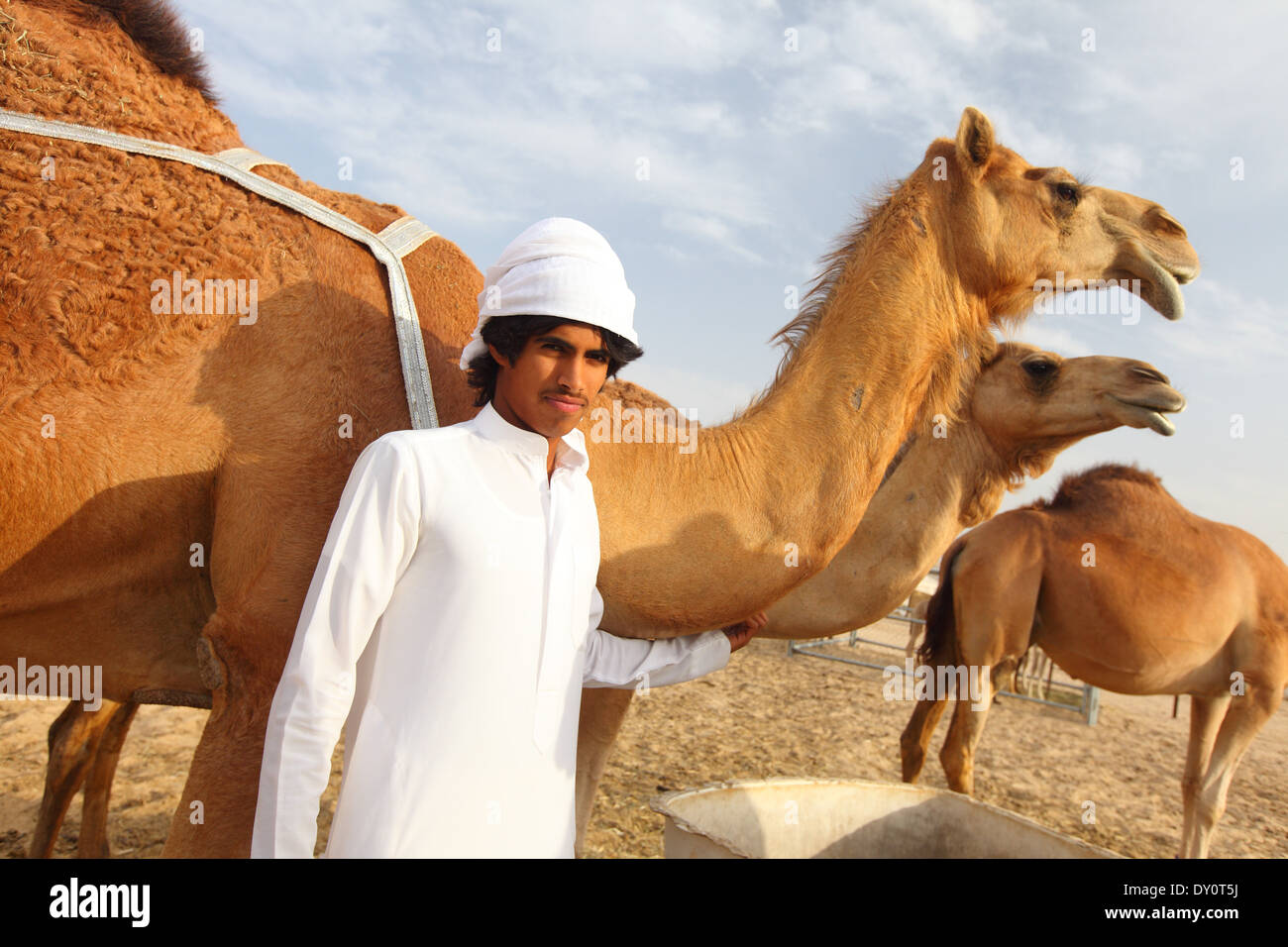 Al Wathba Camel racing, track, camels, desert, Abu Dhabi, United Arab ...