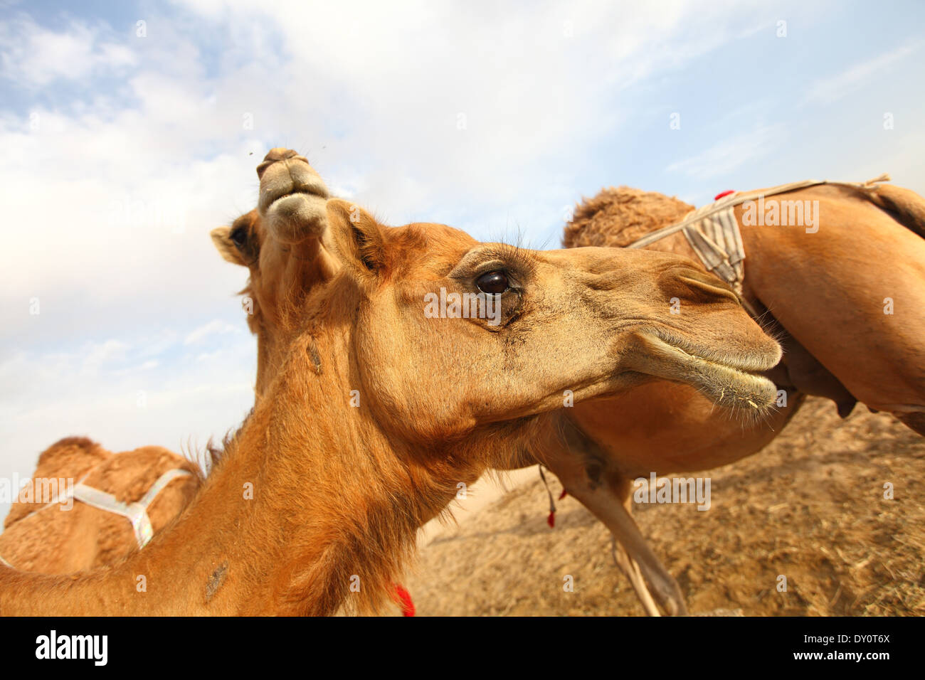 Al Wathba Camel racing, track, camels, desert, Abu Dhabi, United Arab ...