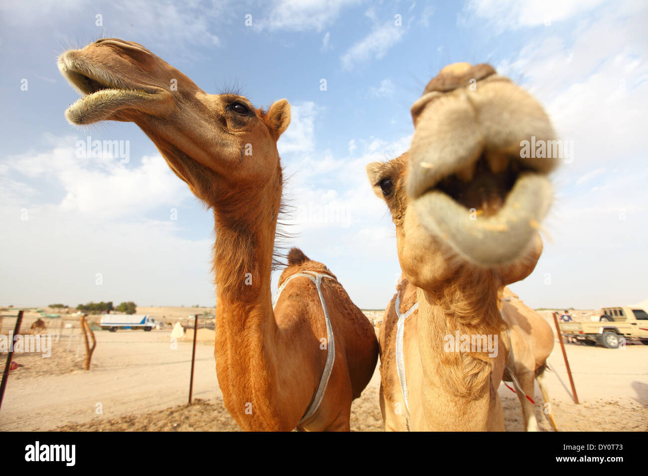 Al Wathba Camel racing, track, camels, desert, Abu Dhabi, United Arab ...