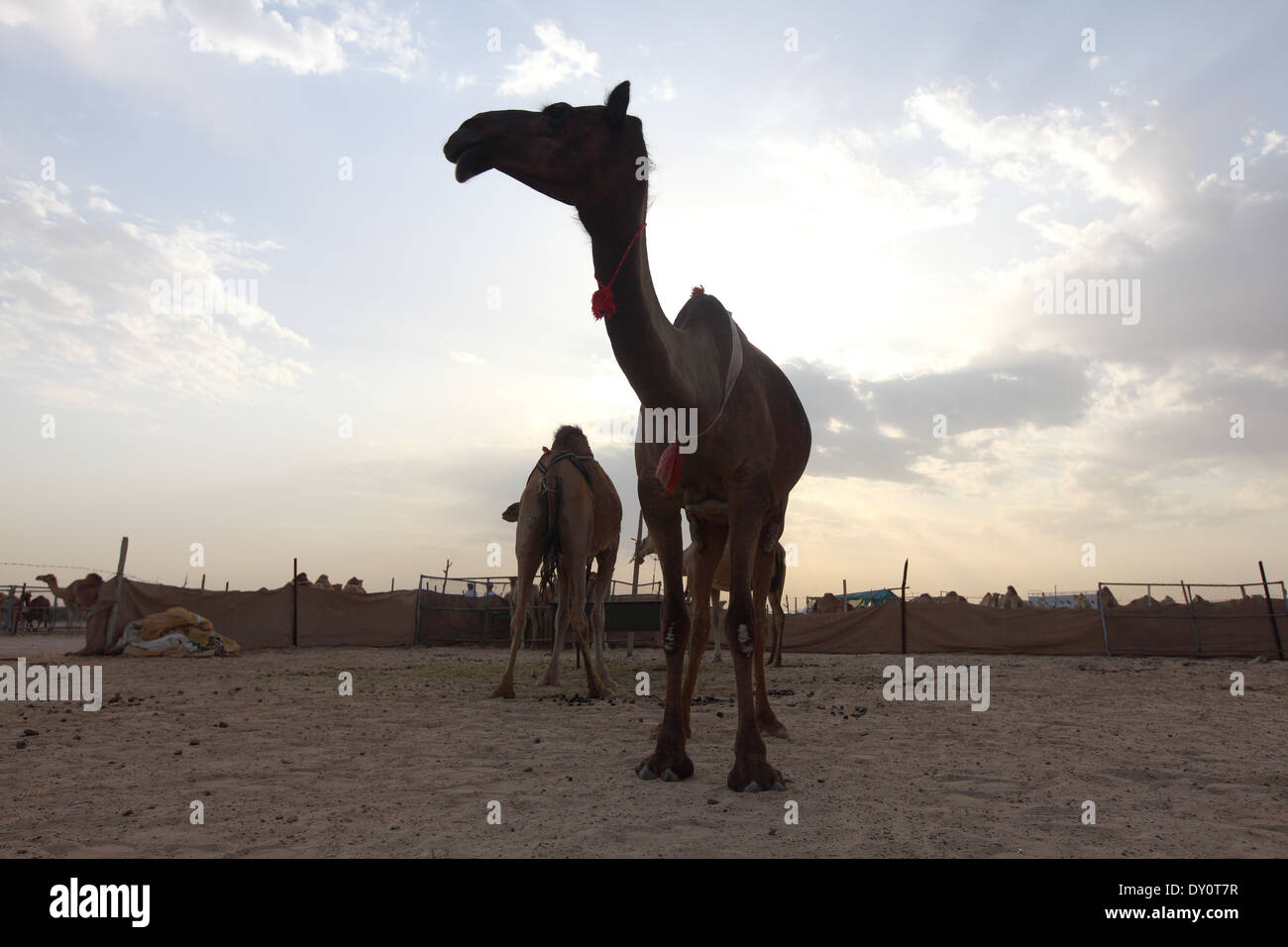 Al Wathba Camel High Resolution Stock Photography and Images - Alamy