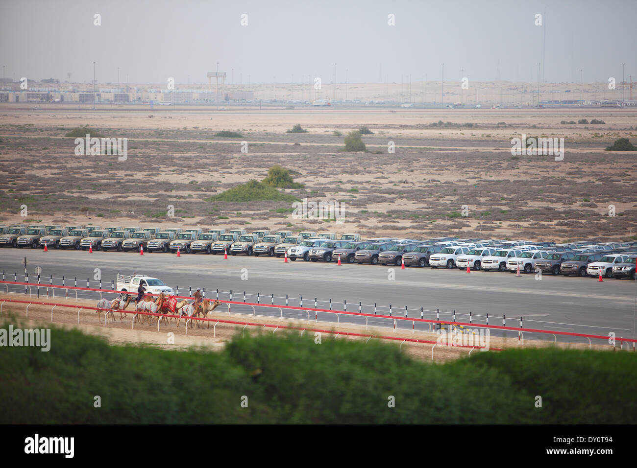 Al Wathba Camel High Resolution Stock Photography and Images - Alamy