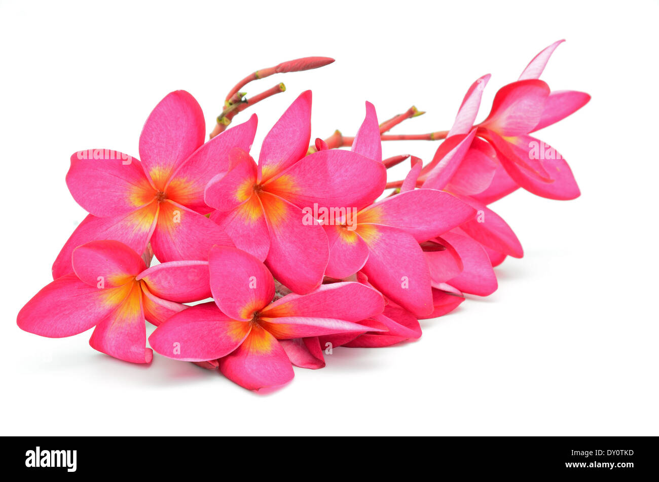 White frangipani frame green Cut Out Stock Images & Pictures - Alamy