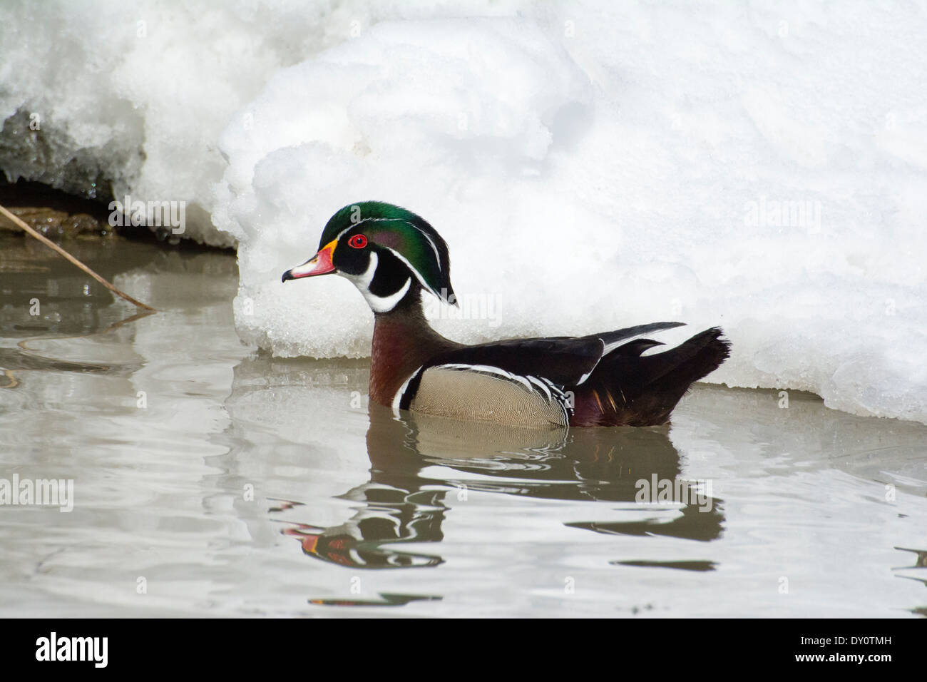Wood duck in early hi-res stock photography and images - Alamy