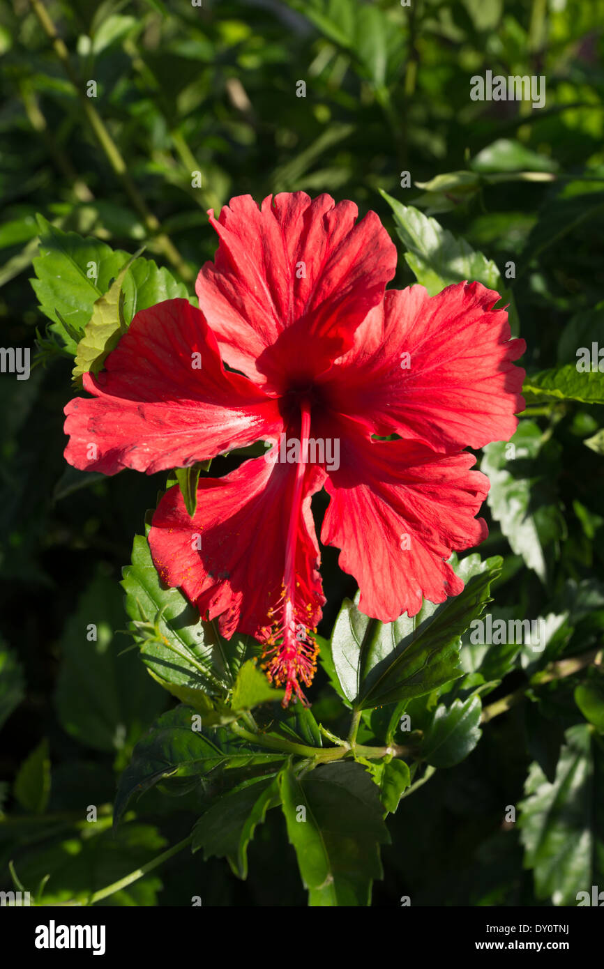 red hibiscus flower Stock Photo - Alamy