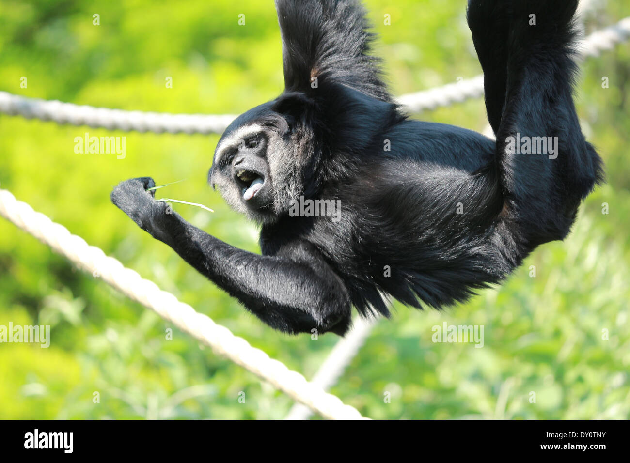 Gibbon monkey hi-res stock photography and images - Alamy