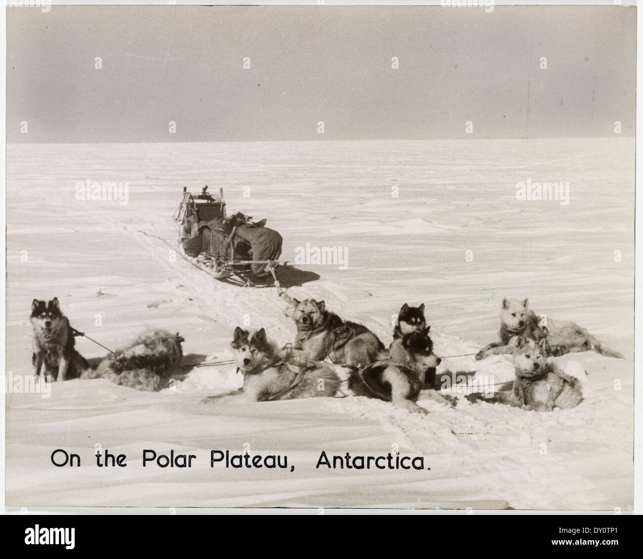 Huskies antarctica hi-res stock photography and images - Alamy