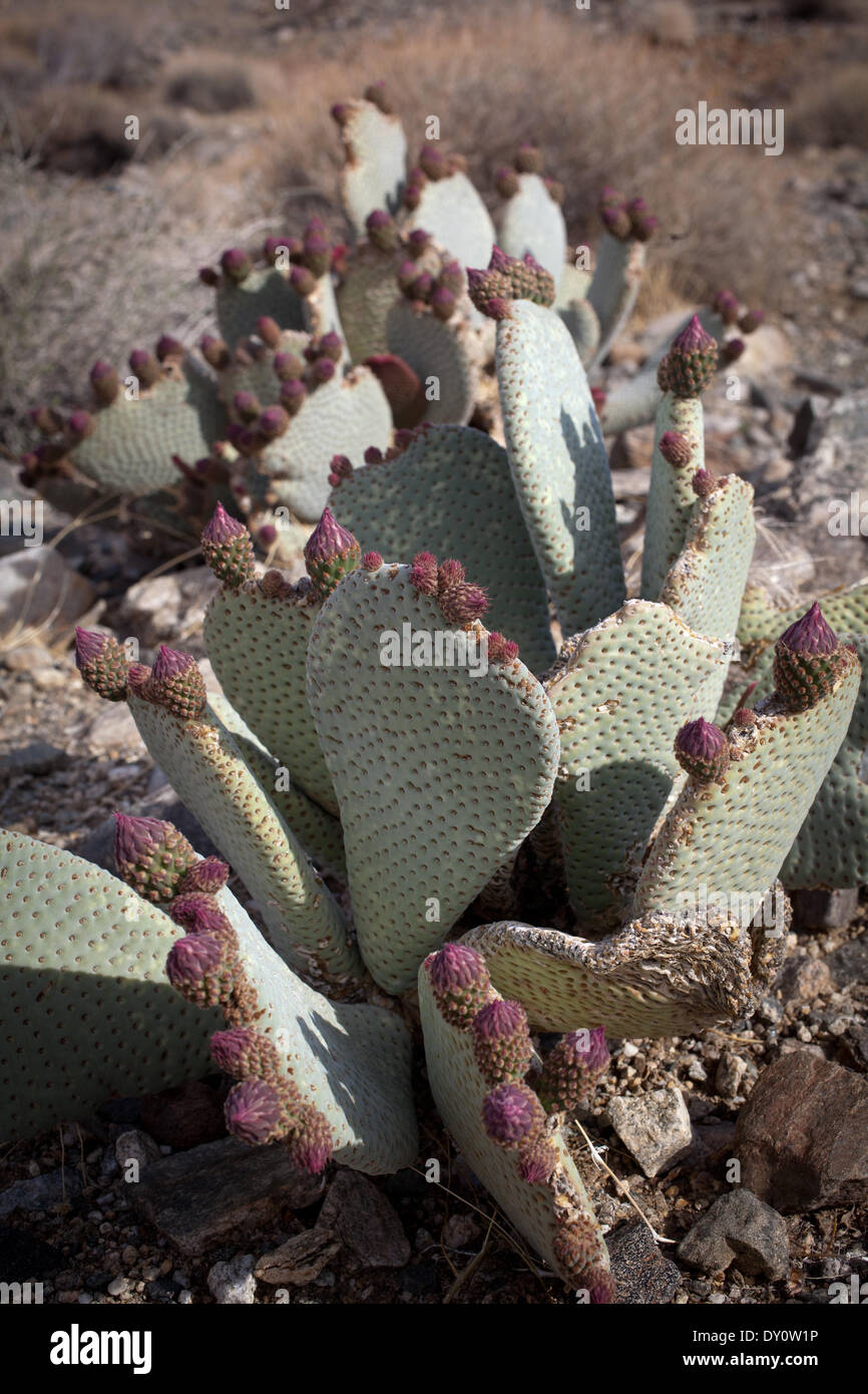 Joshua tree kaktus hi-res stock photography and images - Alamy