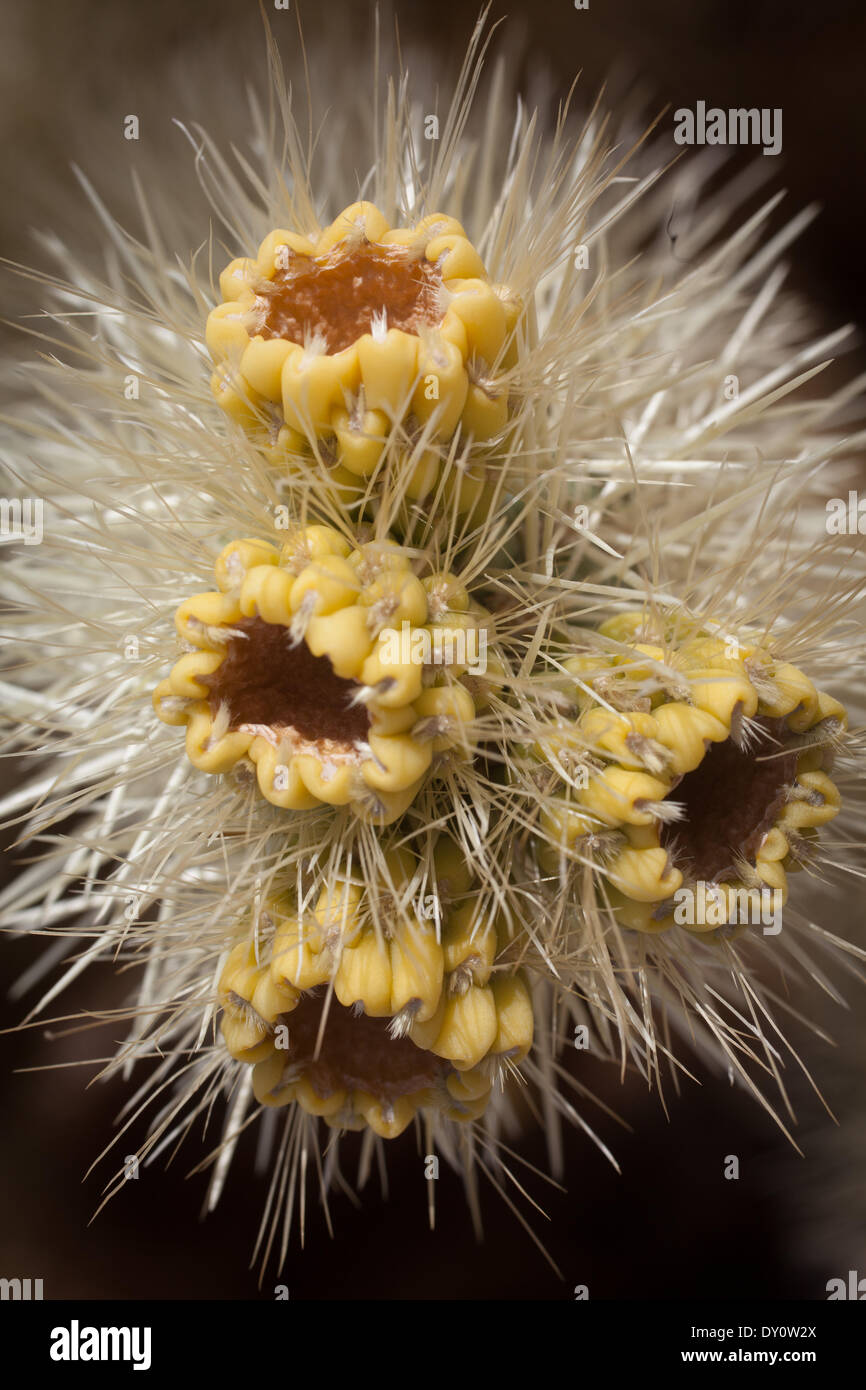 Blooming Cholla cactus in the desert of Joshua Tree Park, in March 2012 ...