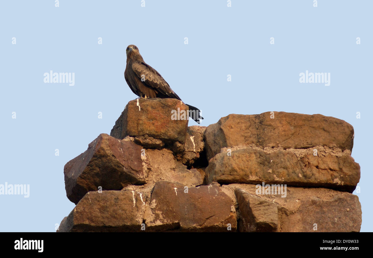 Bird of prey resting on the top of a old stone wall Stock Photo - Alamy