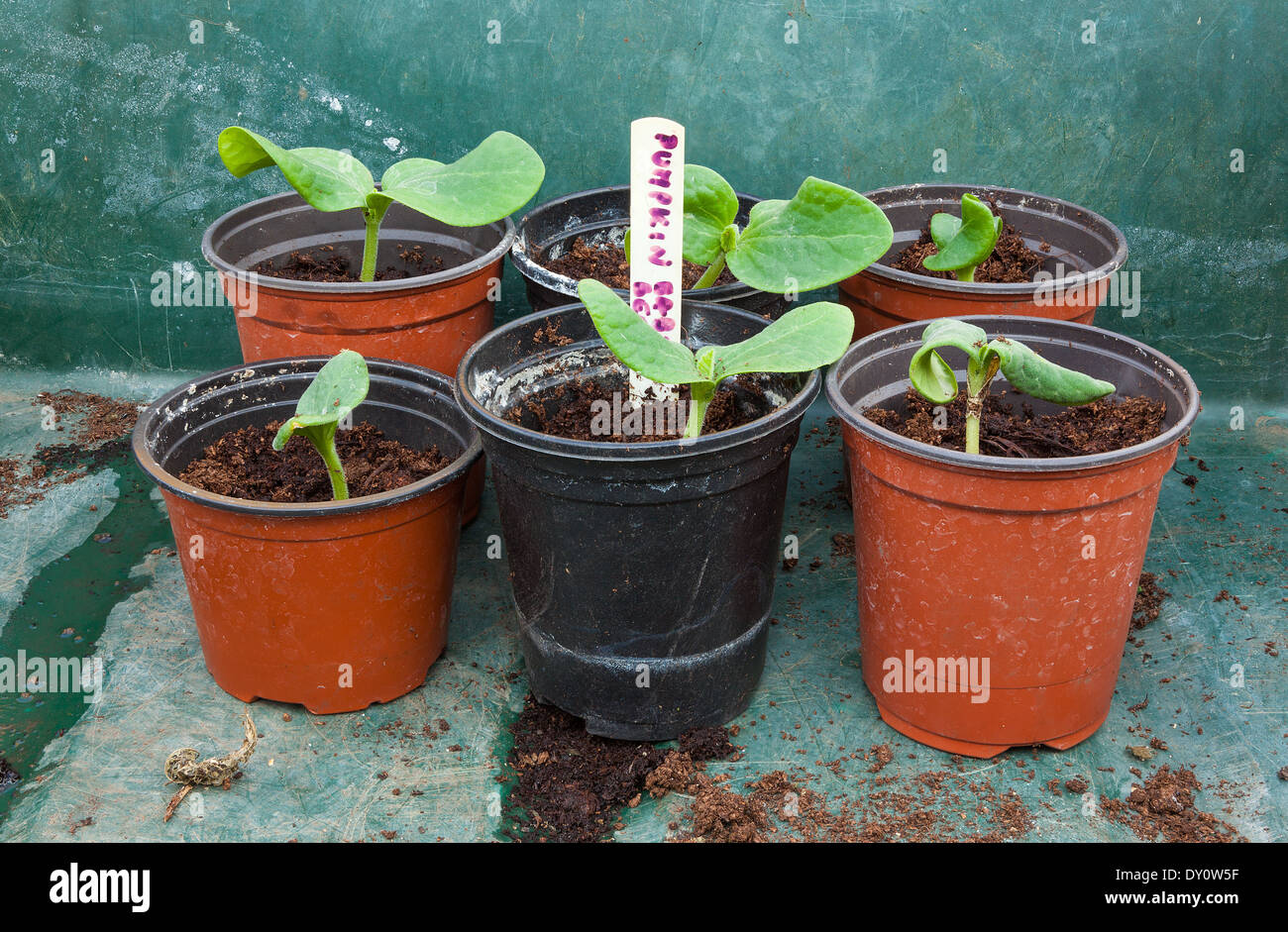 Pumpkin seedlings in pot ready for planting Stock Photo - Alamy