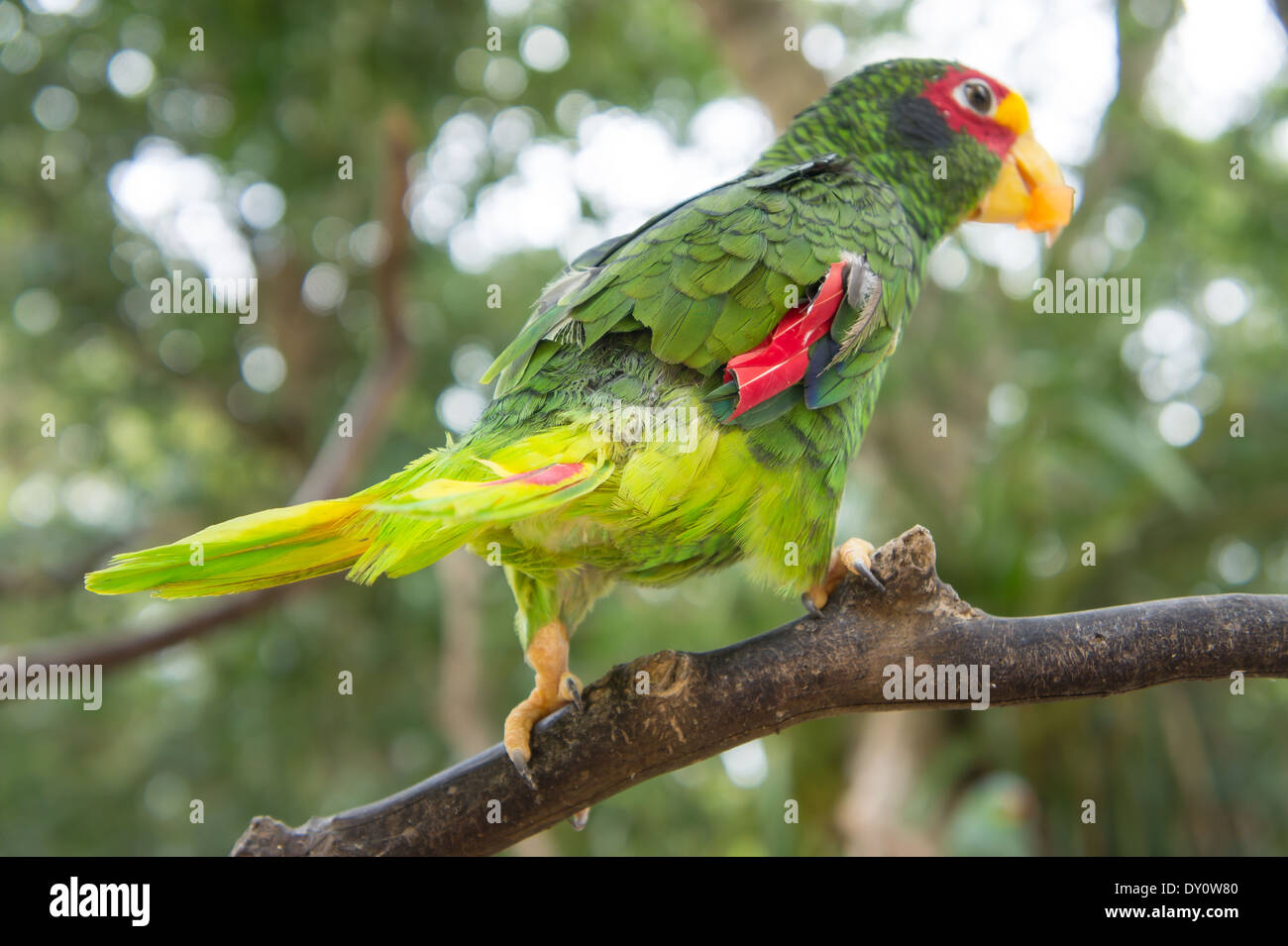 juvenile yellow-headed parrot Stock Photo - Alamy