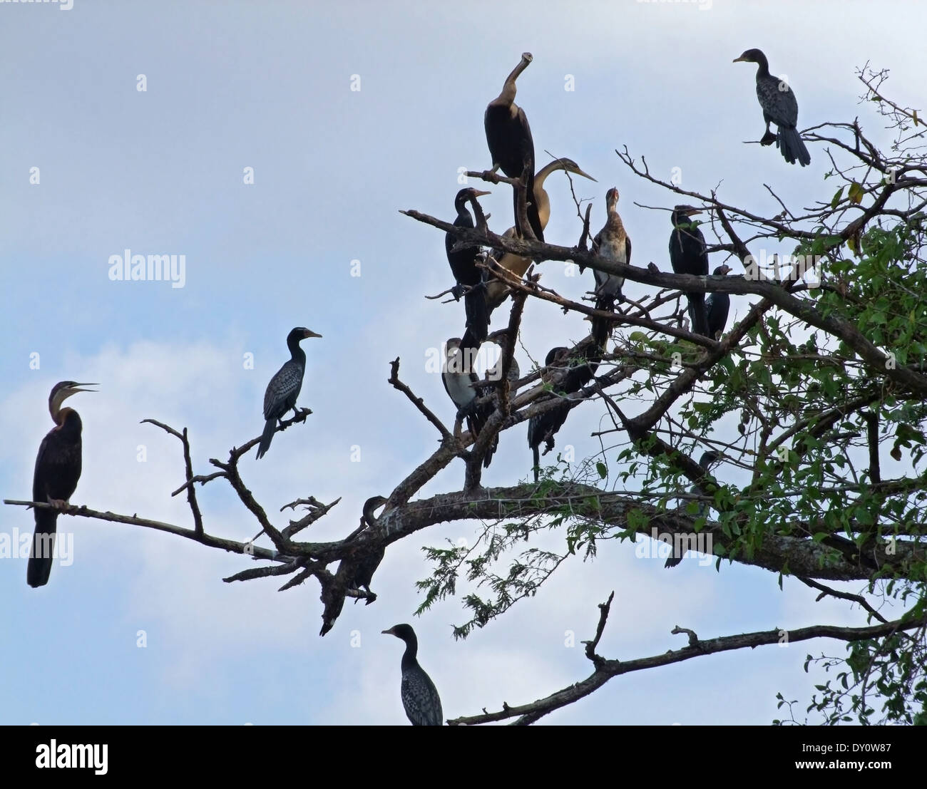 some african birds sitting on a treetop in Uganda (Africa) in front of ...