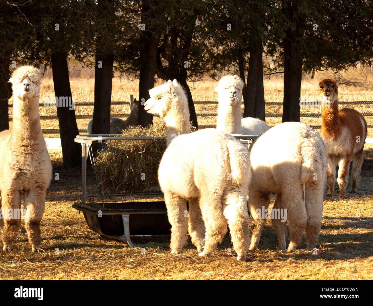 Horizontal outdoors animals lama farming hi-res stock photography and ...