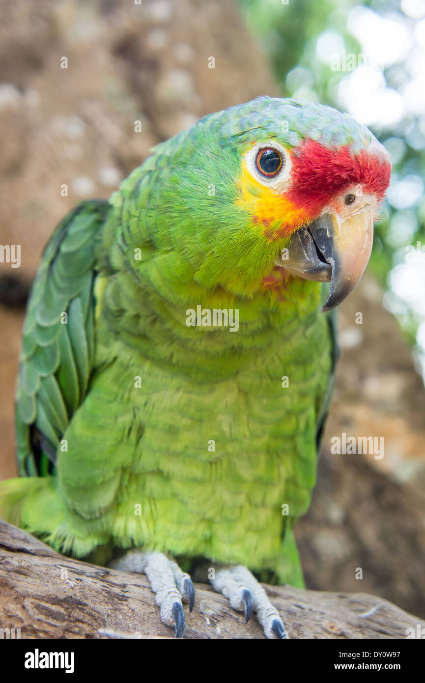 juvenile yellow-headed parrot Stock Photo - Alamy