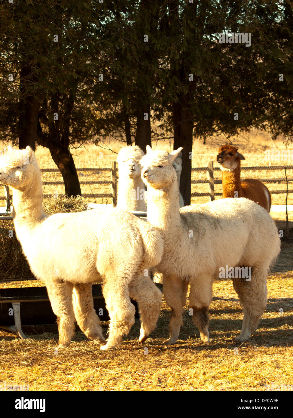 alpacas at a alpaca farm Stock Photo - Alamy