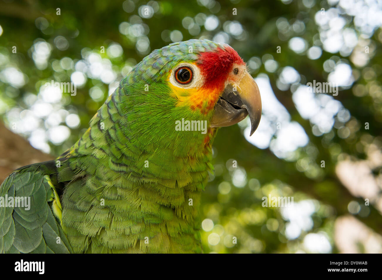 juvenile yellow-headed parrot Stock Photo - Alamy