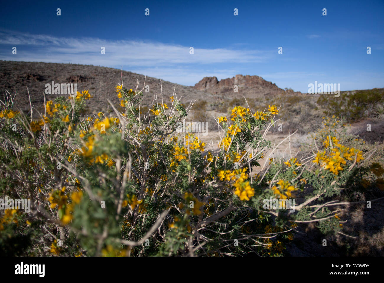Flowers bloomimg in the desert of Joshua Tree Park, in March 2012 Stock ...
