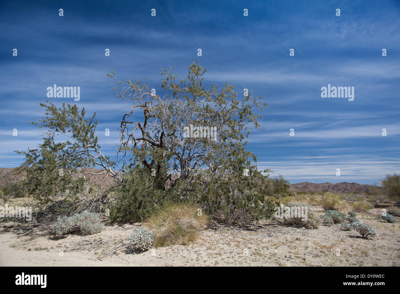 Desert in Joshua Tree Park with sparse plant life, in March 2012 Stock ...