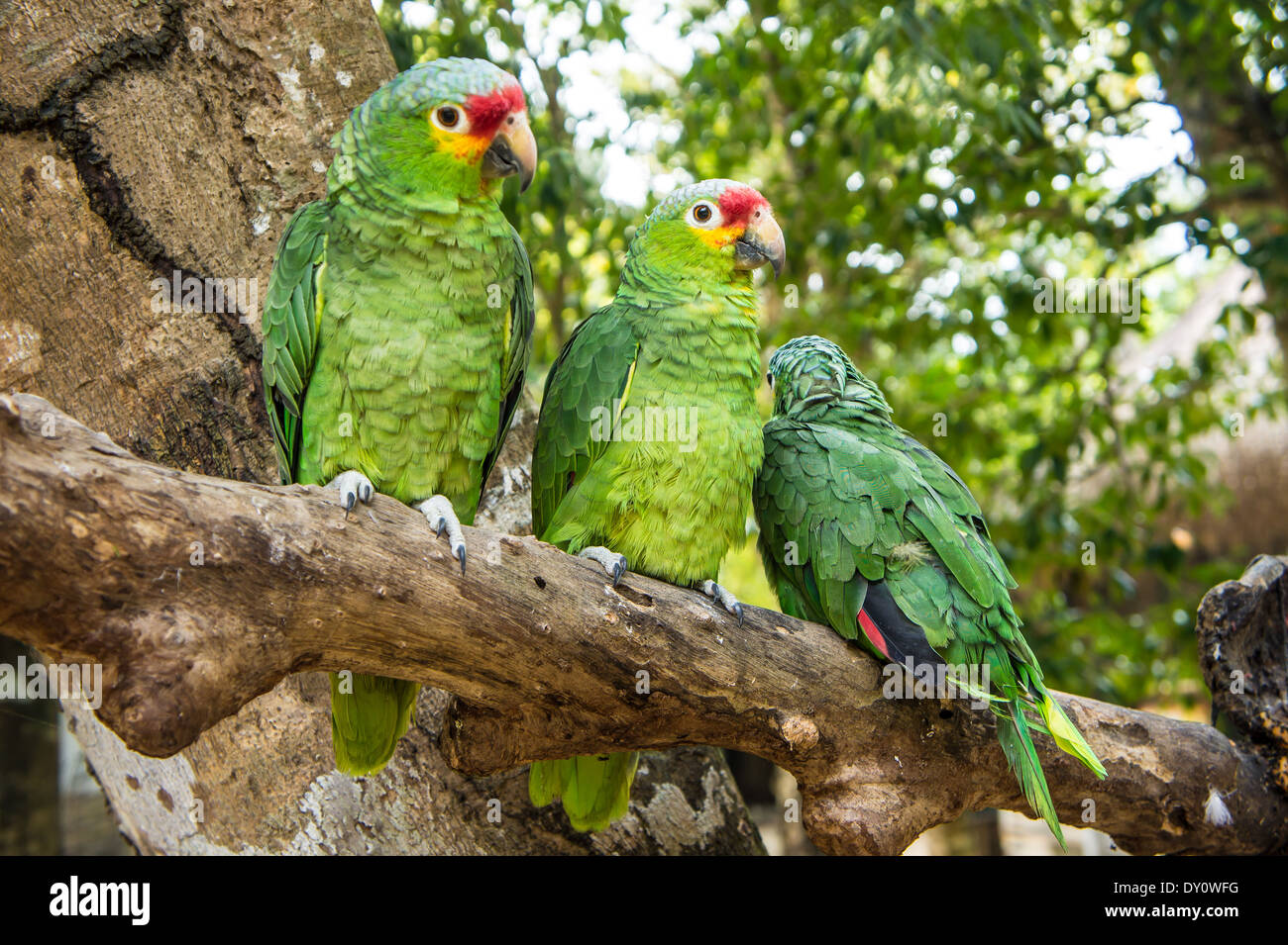 Three parrots hi-res stock photography and images - Alamy