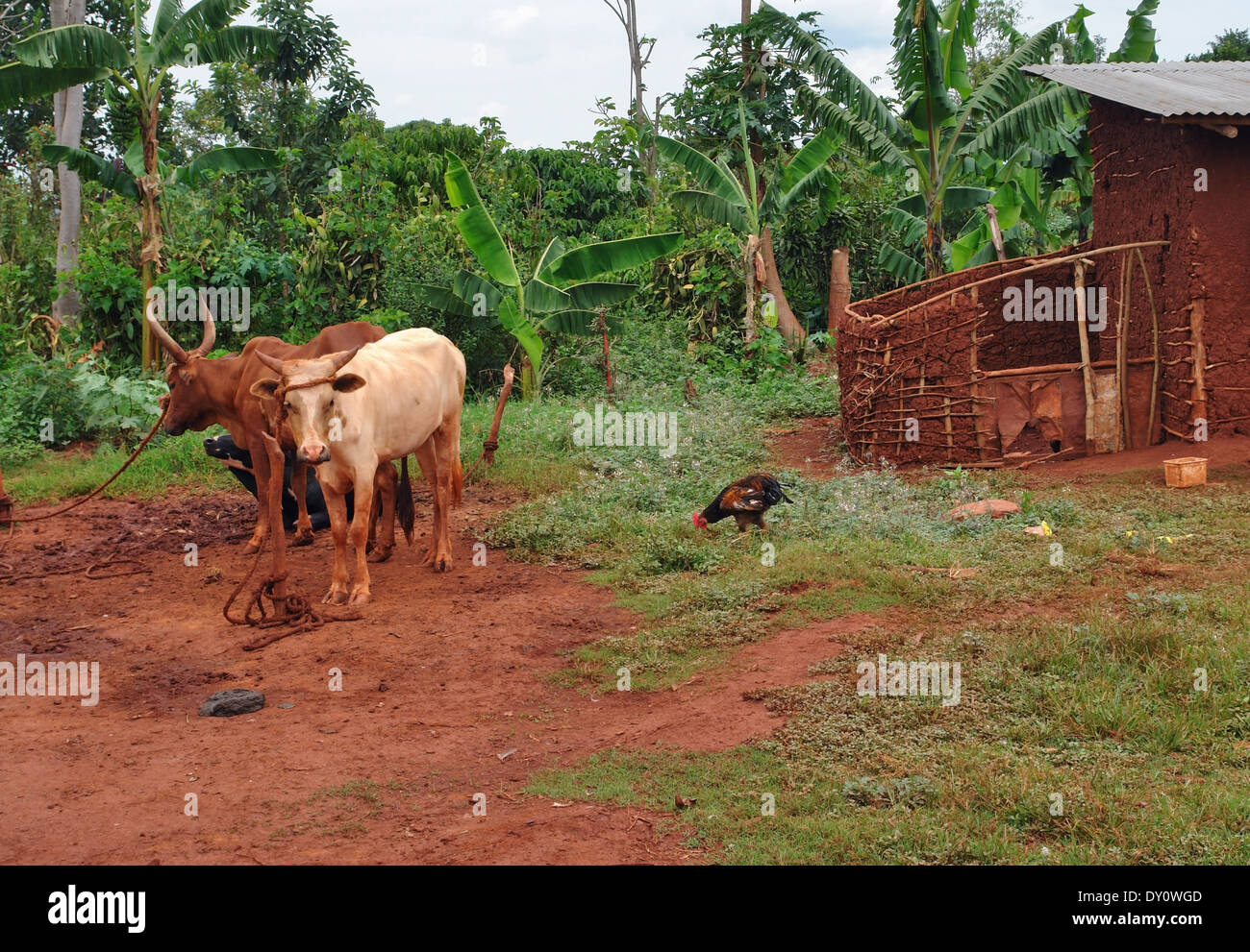 jungle scenery with some some cattle in Uganda (Africa Stock Photo - Alamy