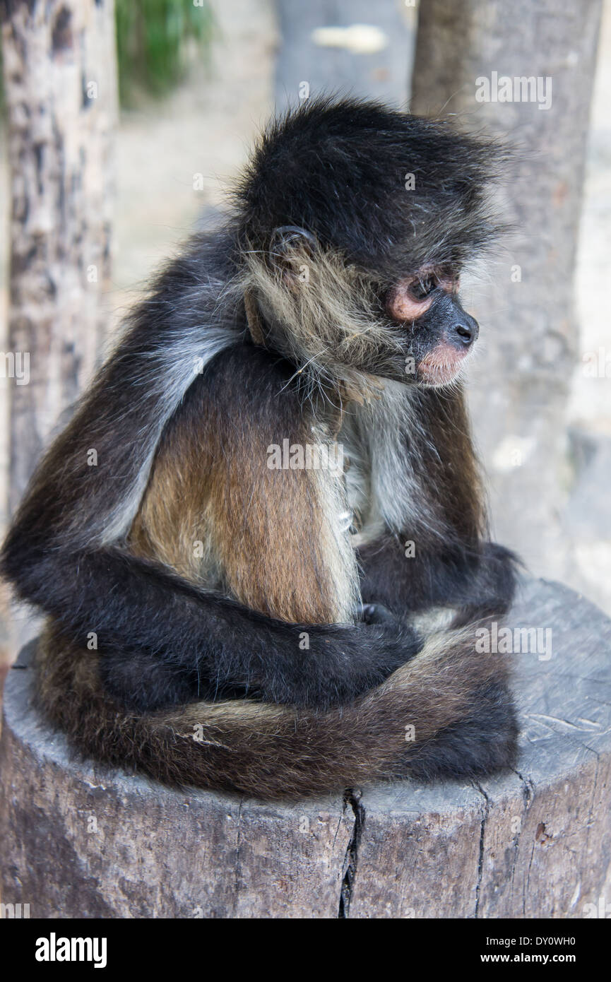 brown capuchin monkey Stock Photo - Alamy