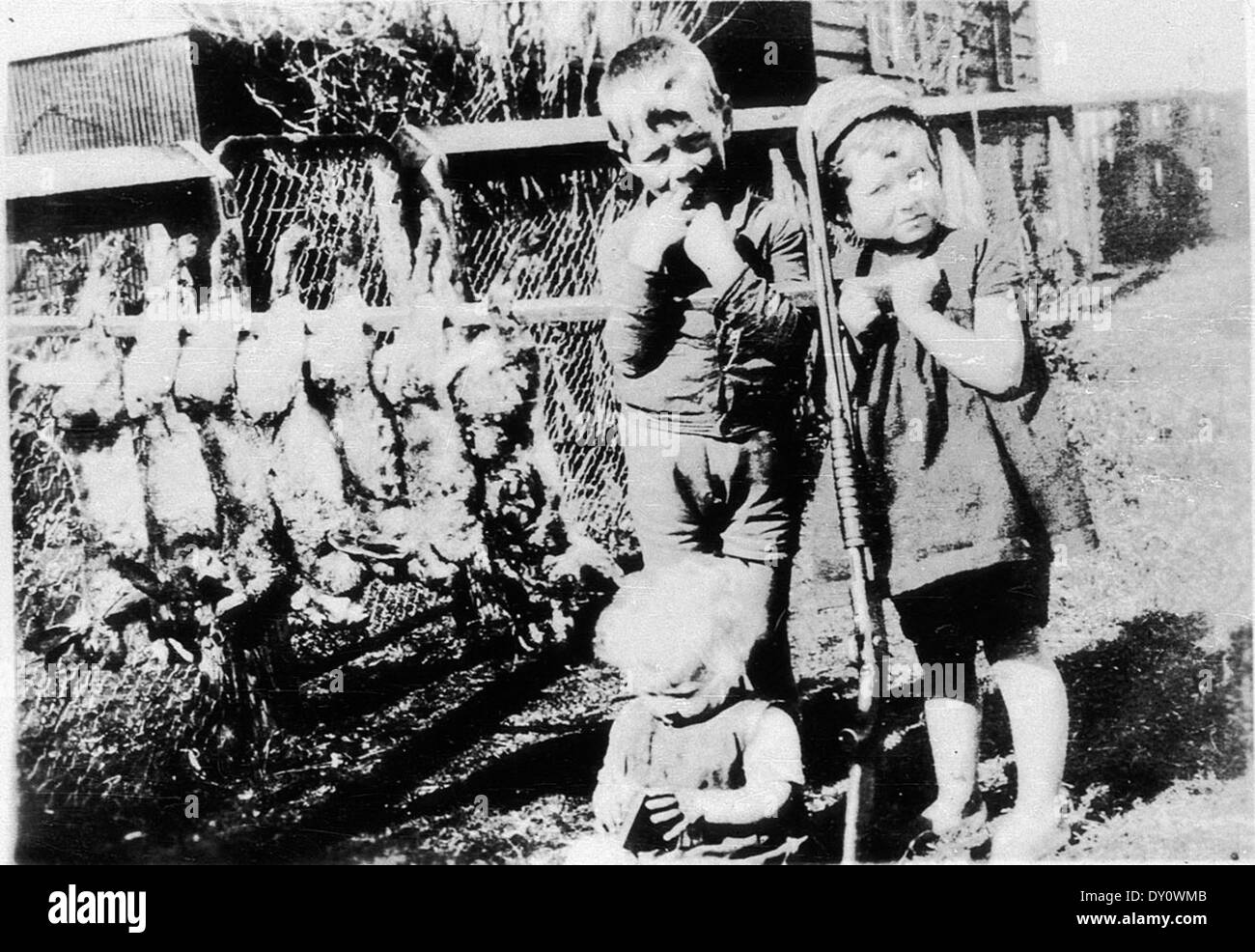 Rabbit trapping, Dorrigo, n.d. by George Winkley Stock Photo - Alamy