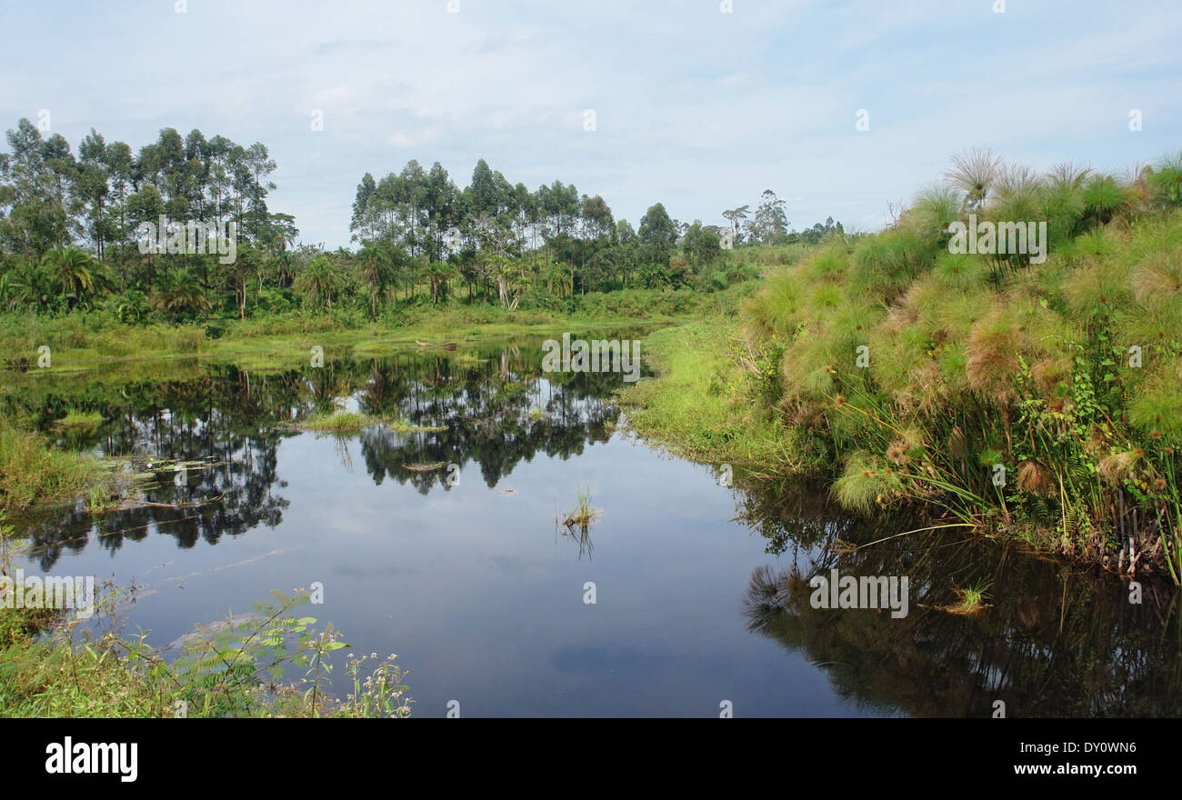 landscape around Rwenzori Mountains in Uganda (Africa Stock Photo - Alamy