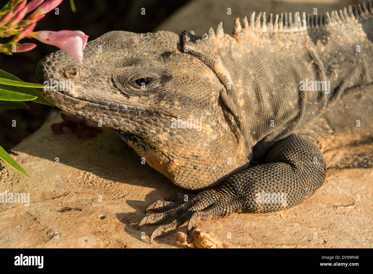 Iguana mexico hi-res stock photography and images - Alamy