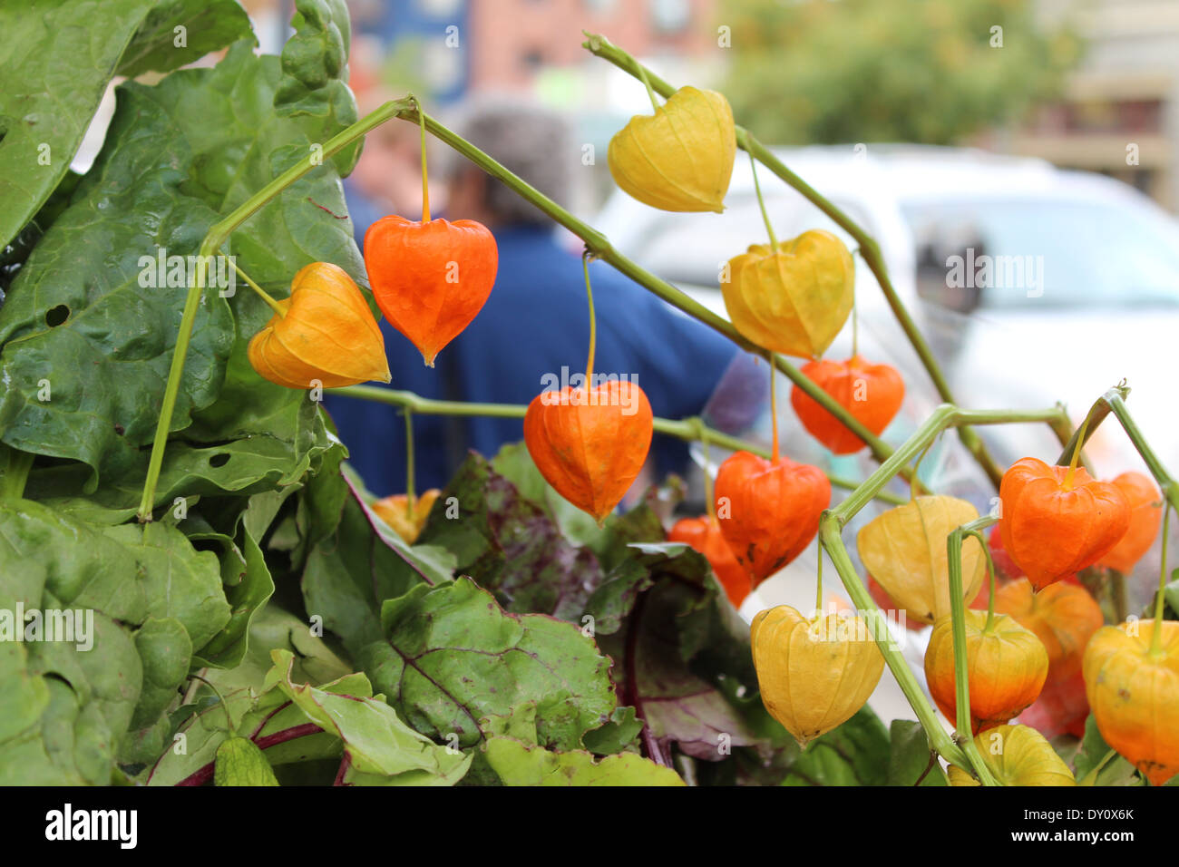 Chinese lantern seed pod hi-res stock photography and images - Alamy