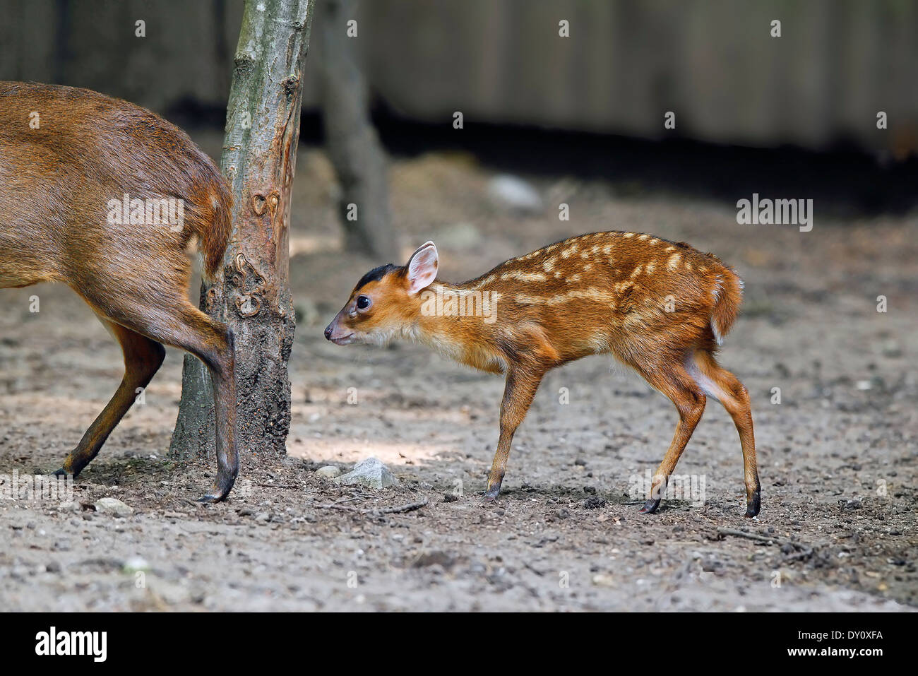 Asian deer species hi-res stock photography and images - Alamy