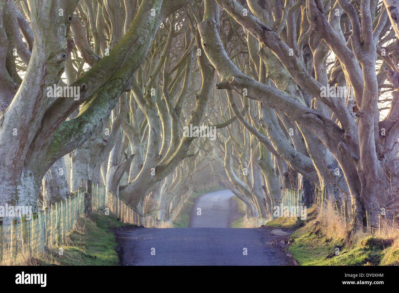 Landmark trees hi-res stock photography and images - Alamy