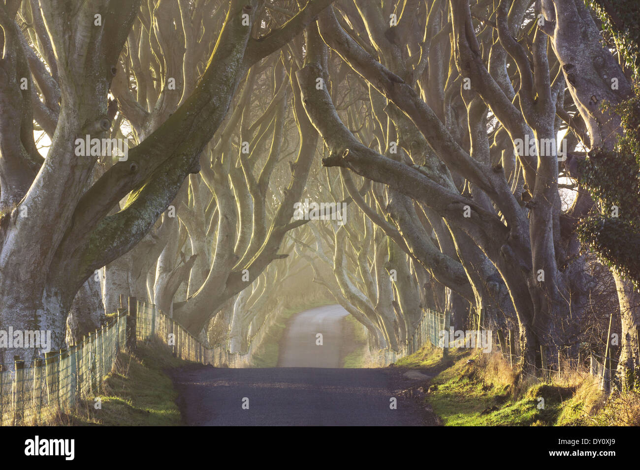 Dark hedges hi-res stock photography and images - Alamy