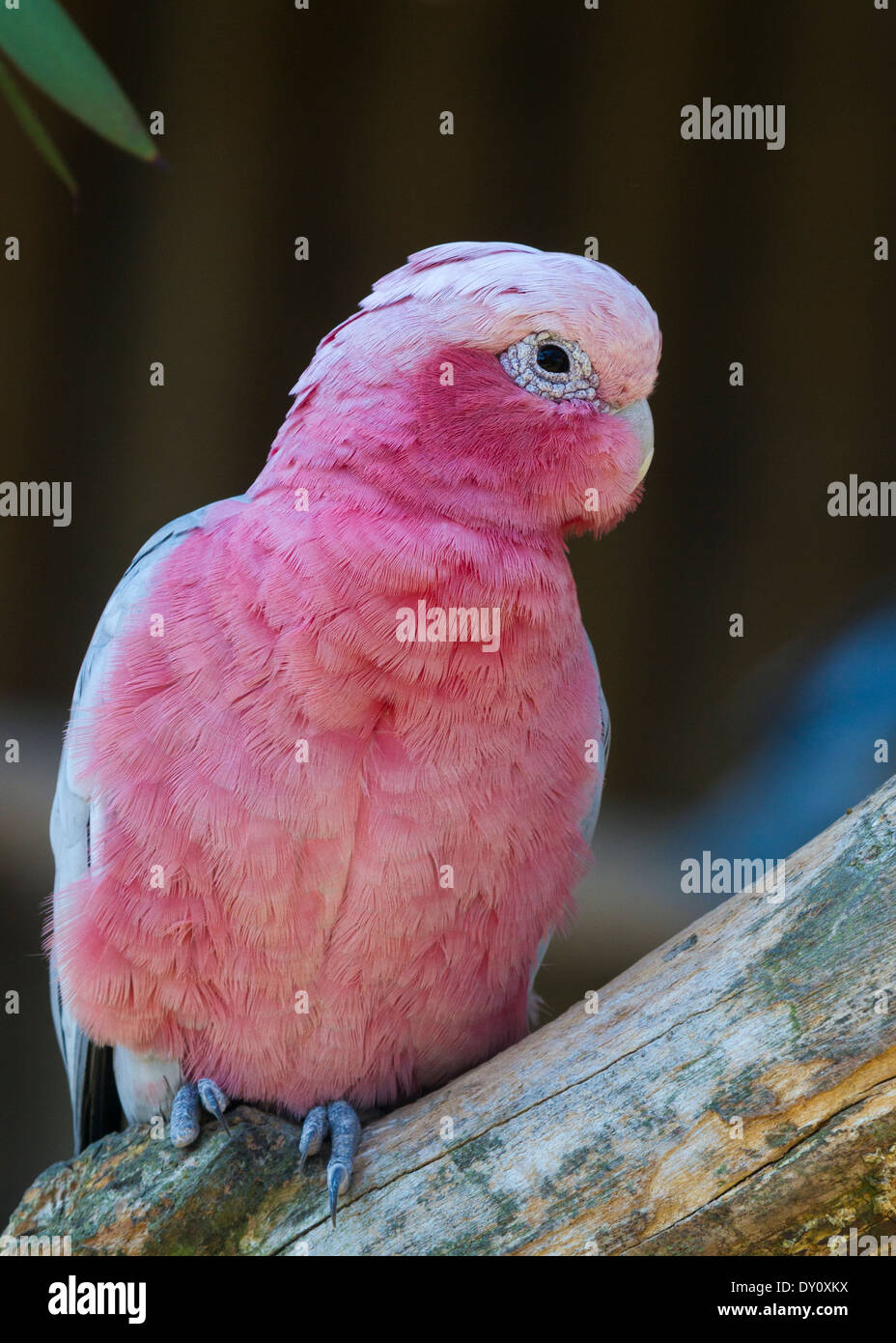 Rose breasted cockatoo australia hi-res stock photography and images ...