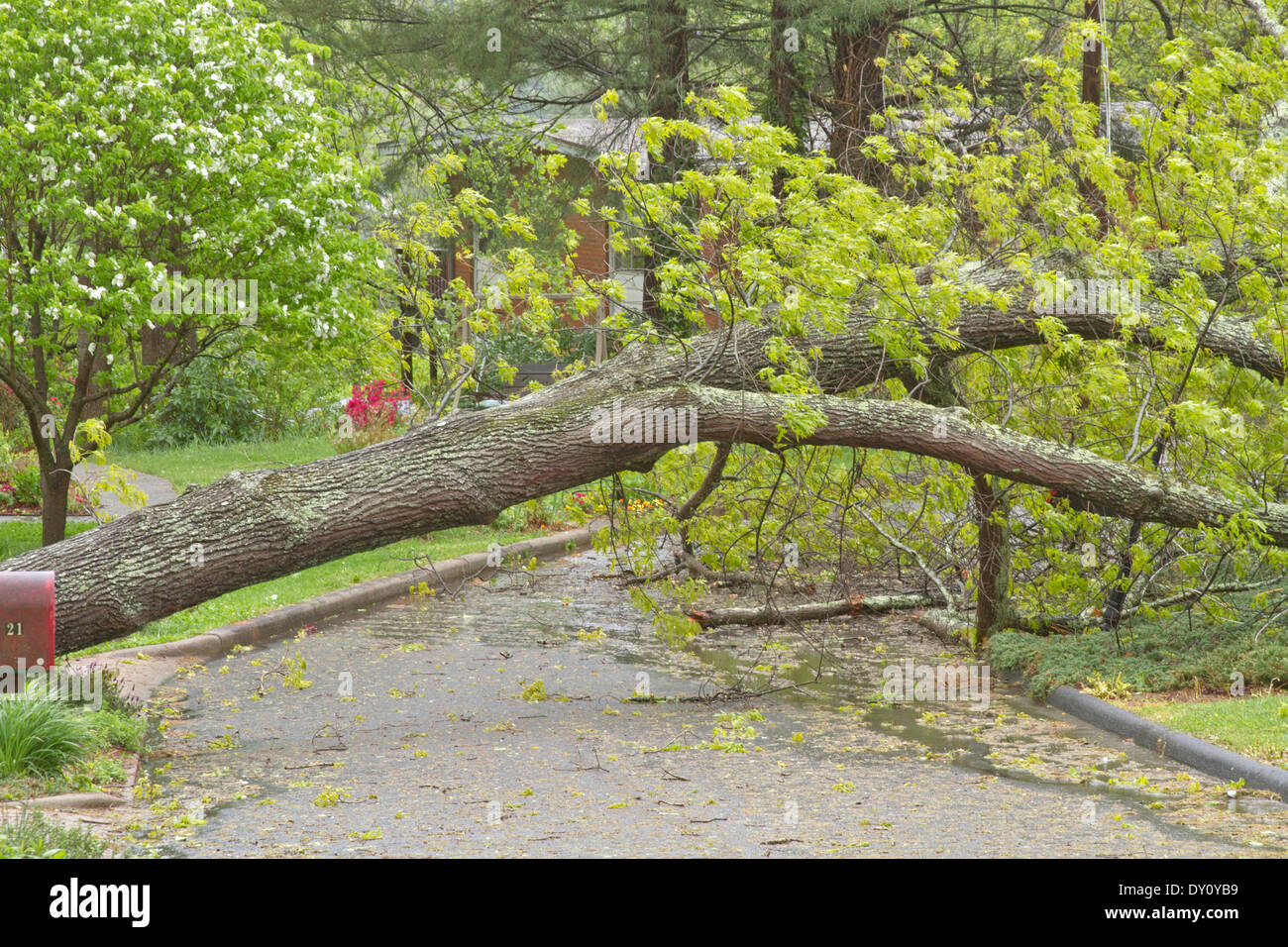 Neighborhood street hi-res stock photography and images - Alamy