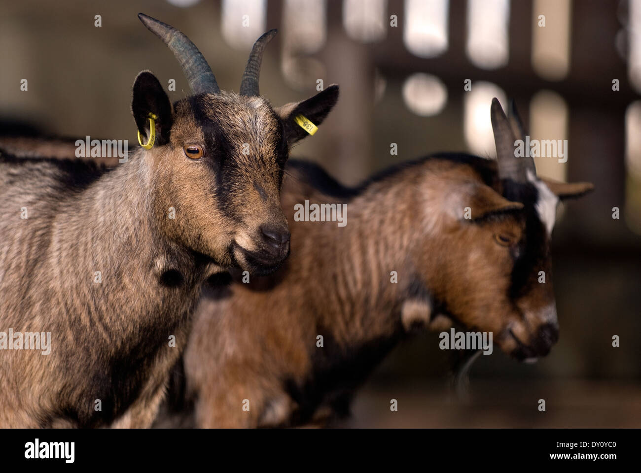 Pygmy goats hi-res stock photography and images - Alamy