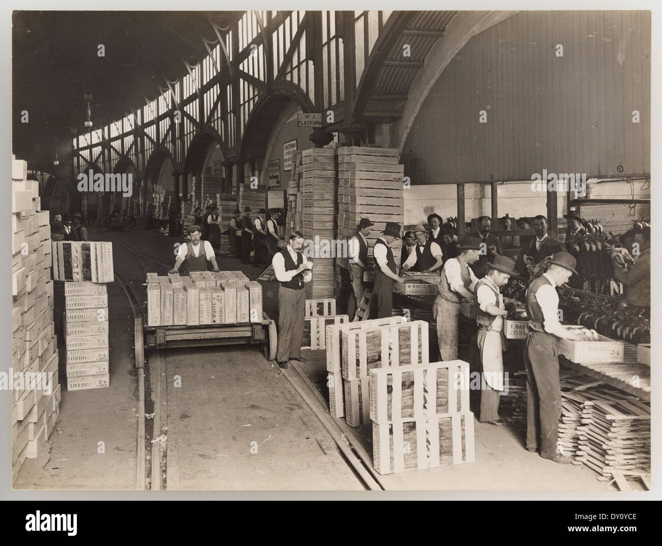 A 1920s photo depicting workers packing rabbits for export at Victoria ...