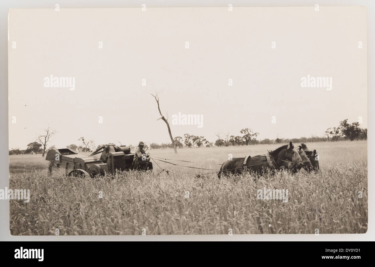 This photograph from 1921-1924 depicts a Sunshine Header, a mechanical ...