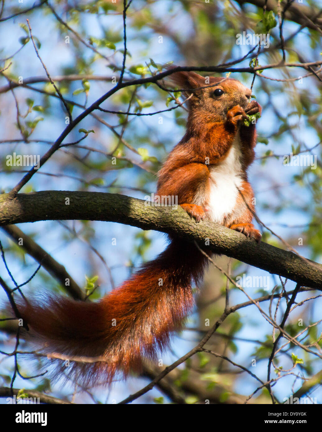 Red Squirrel Eats Leaves, Sciurus Vulgaris Stock Photo - Alamy