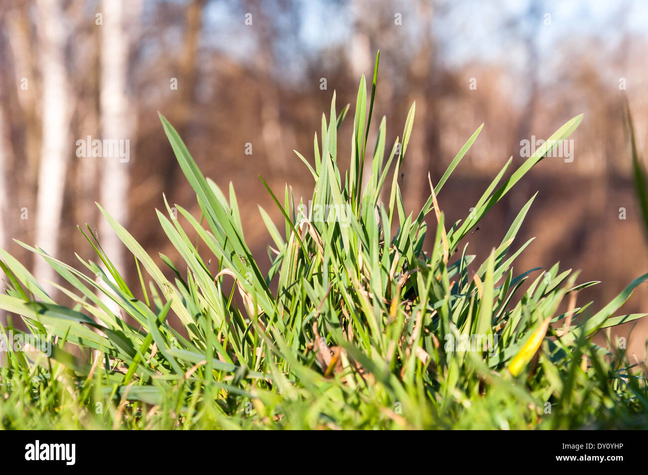 Clump grass hi-res stock photography and images - Alamy