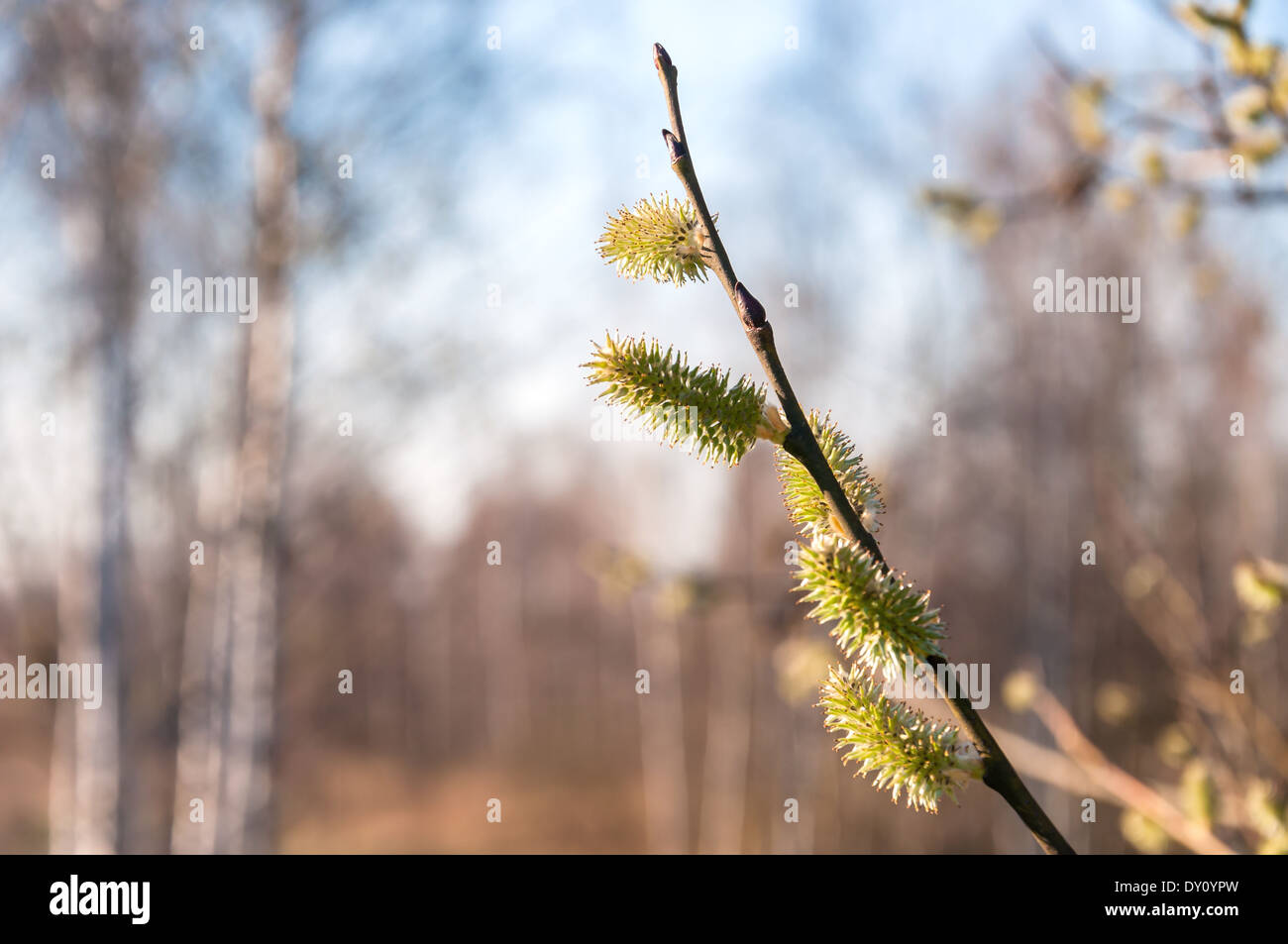 Sun buds hi-res stock photography and images - Alamy