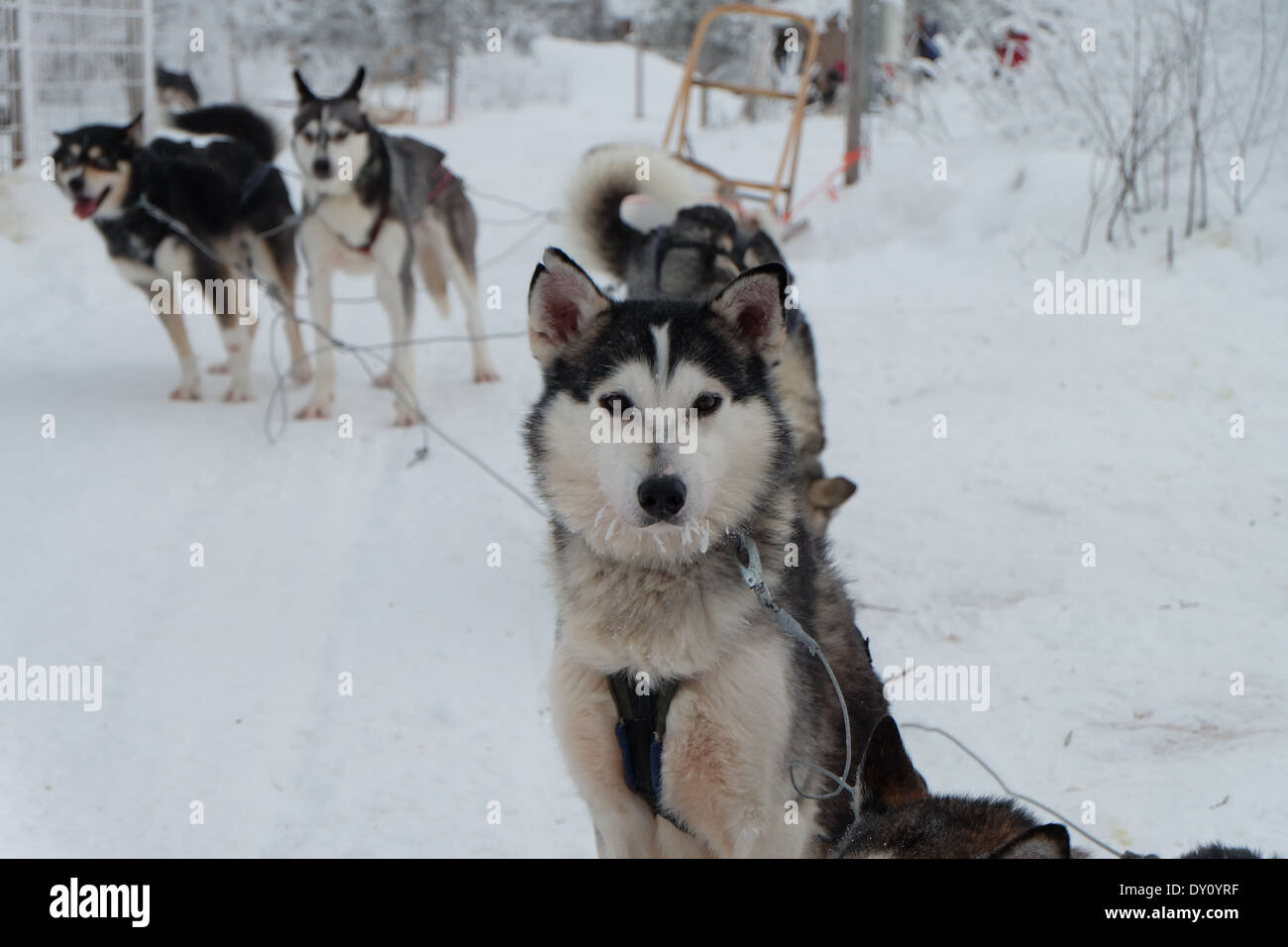 Husky dog ready for sledge run Stock Photo - Alamy