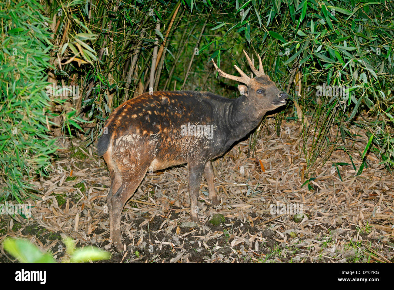 The visayan islands hi-res stock photography and images - Alamy